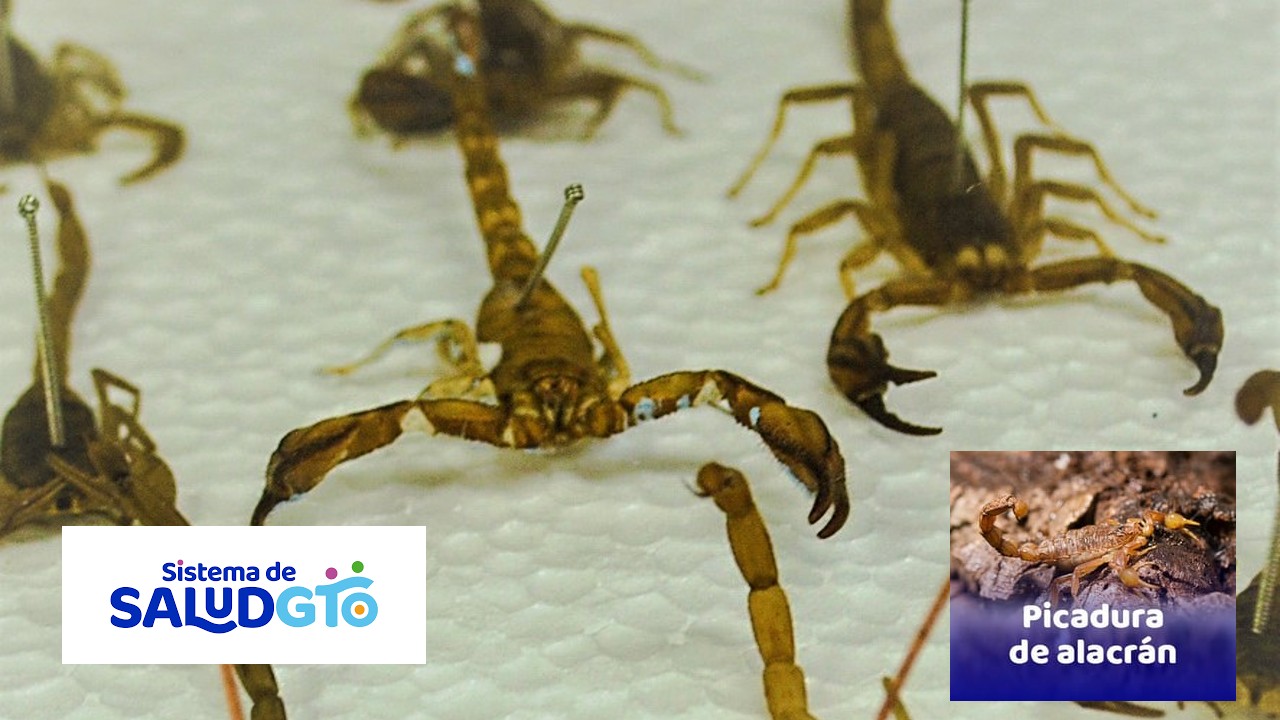 En Guanajuato hay alerta por altas temperaturas y picaduras de alacrán ...