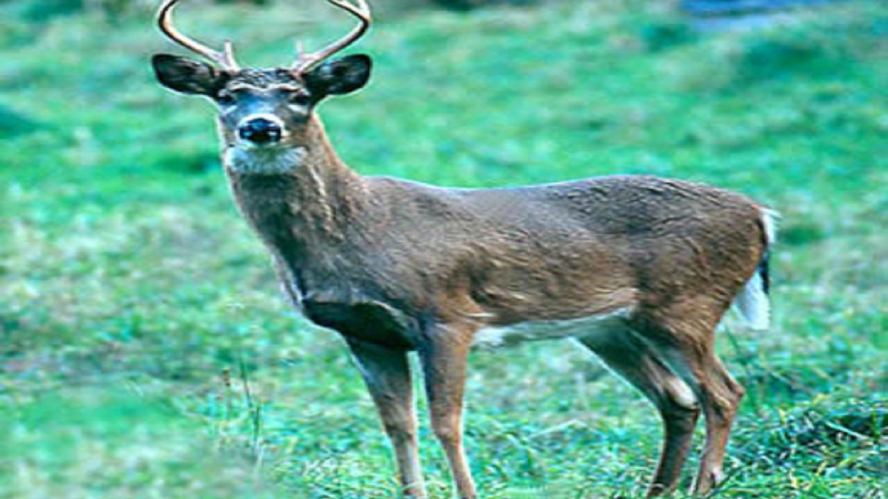 ¡No cesan los casos de maltrato animal! Apedrean hasta matar a un ...